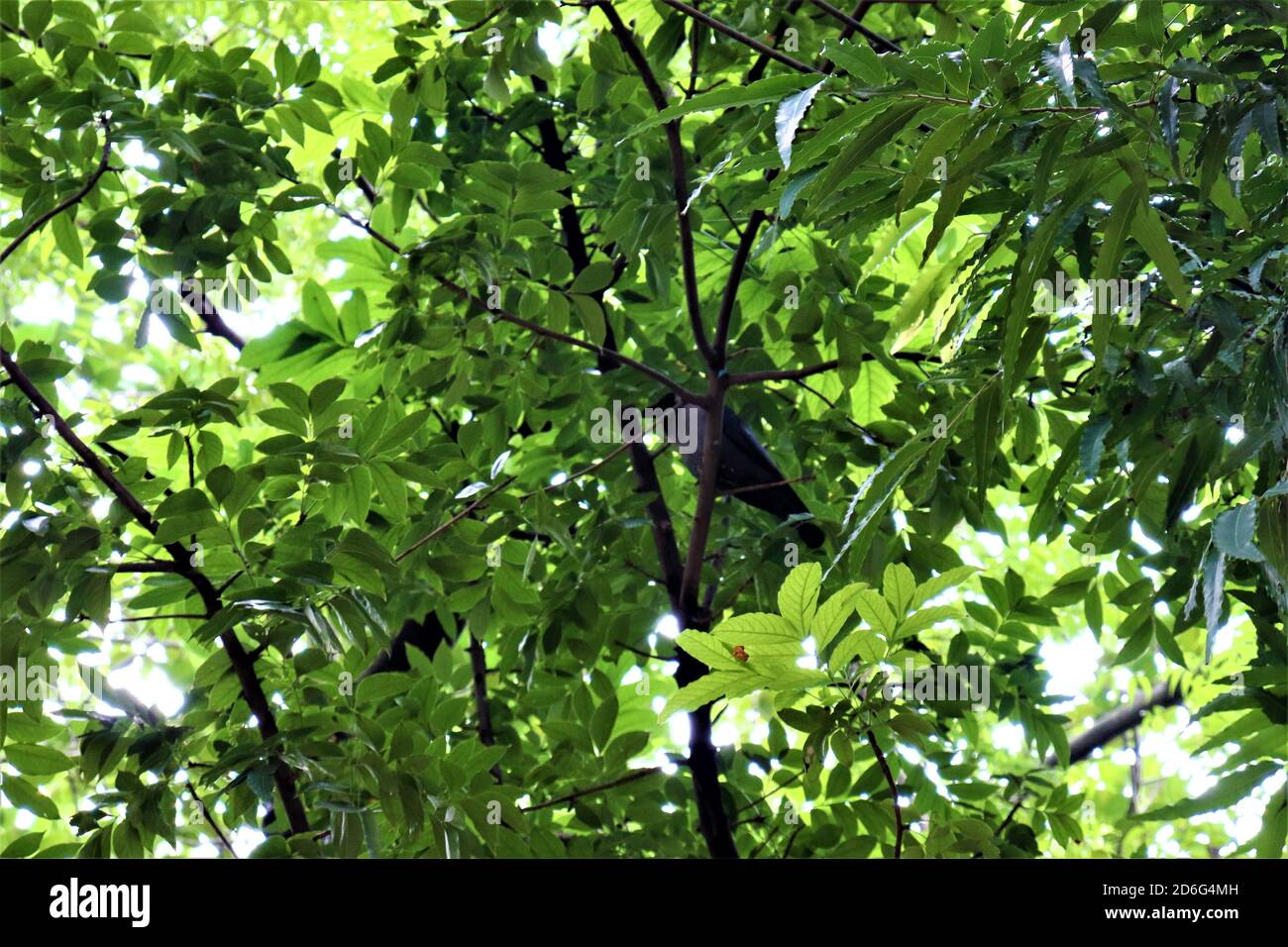 Crow in the tree Stock Photo - Alamy