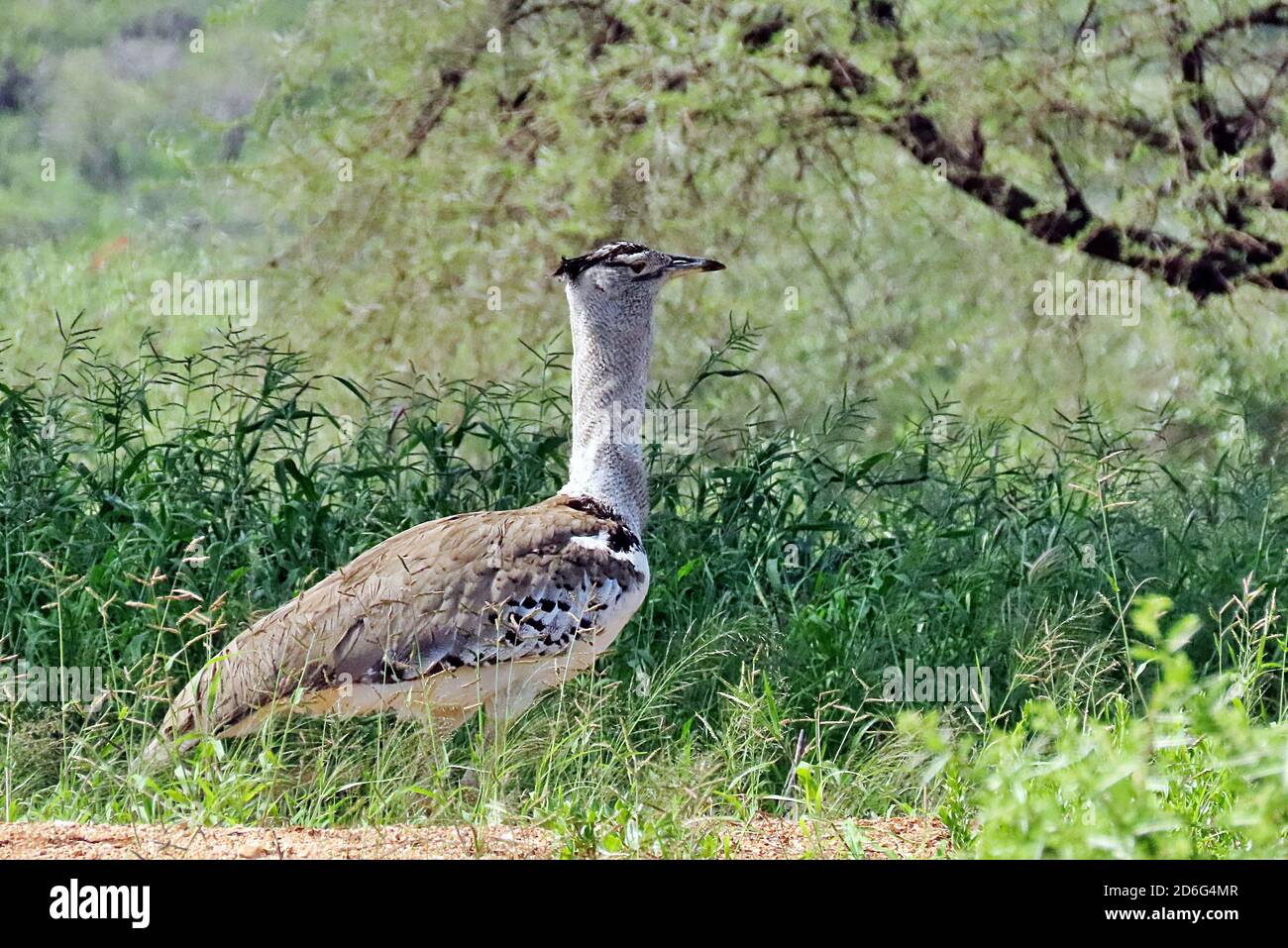 A Kori Bustard (Ardeotis kori) in the bush of the wet season at the ...