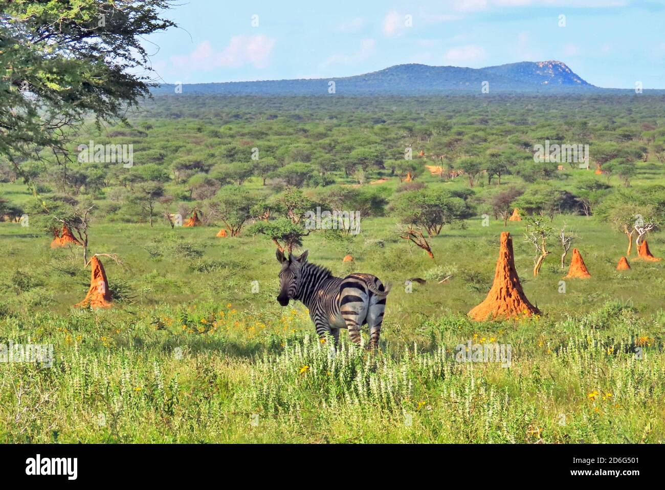 Visit termite mounds hi-res stock photography and images - Alamy