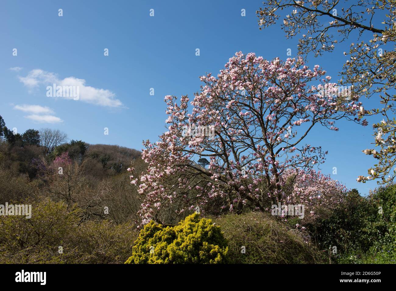 Spring Flowering Magnolia Tree on a Grassy Bank in a Woodland Garden in ...