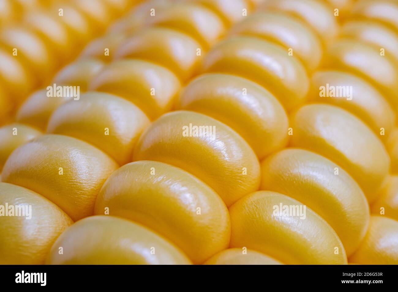 Texture of sweet corn grains. Fresh corn on cobs. Macro of corn ...
