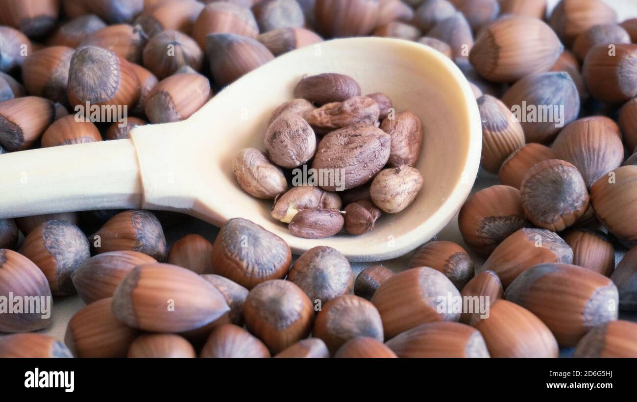 Wooden spoon with peeled hazelnuts on whole nuts background. Rustic ...