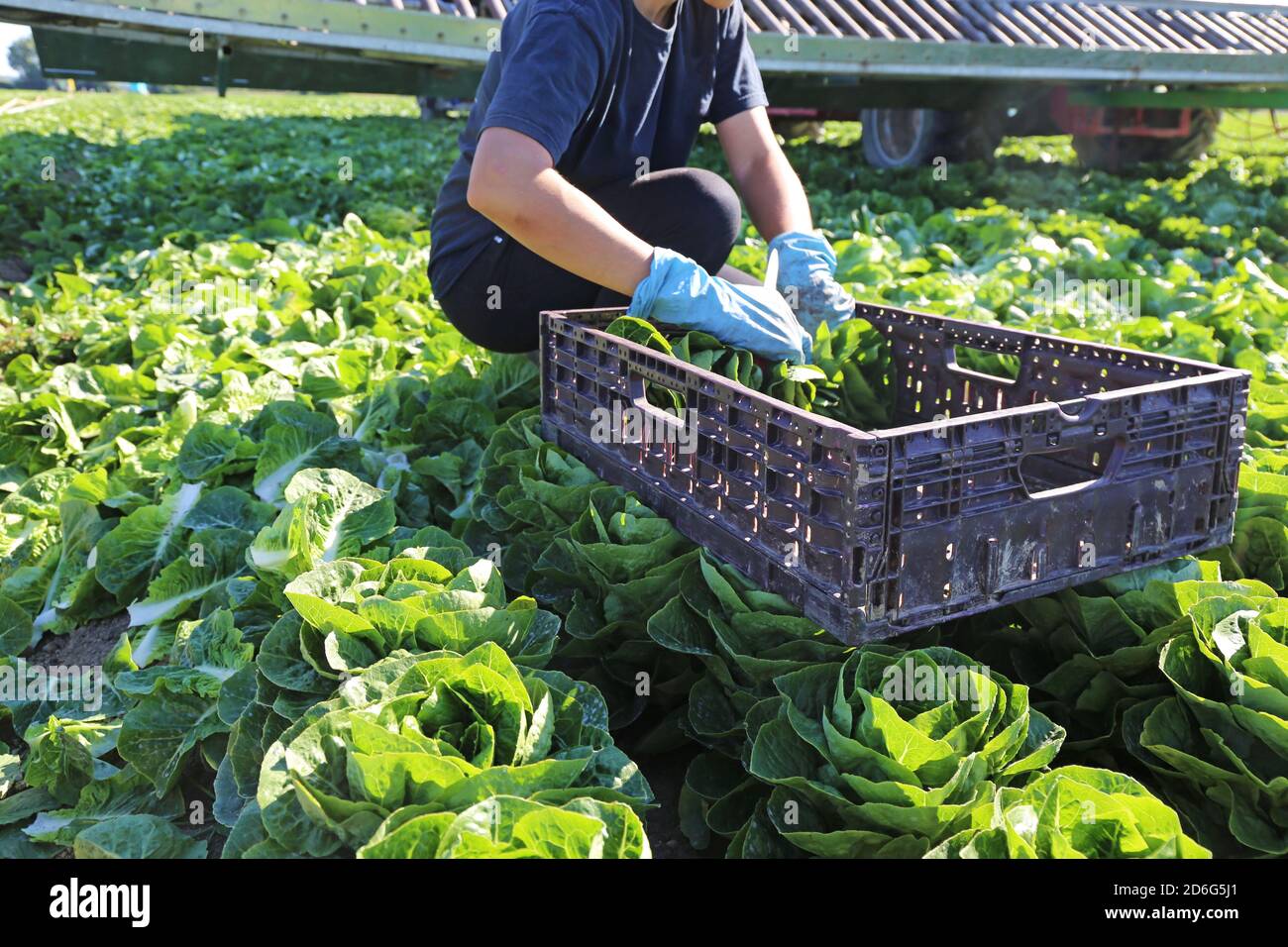 Agricultural salad harvest: Harvest helpers from Romania harvest Mini ...