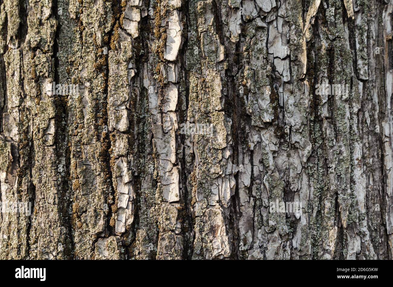tree bark pattern in detail close up background Stock Photo - Alamy