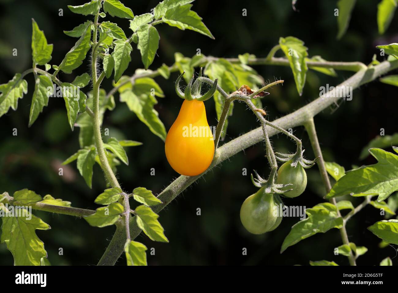 Closeup of yellow tomato on a bush in the vegetable garden Stock Photo ...