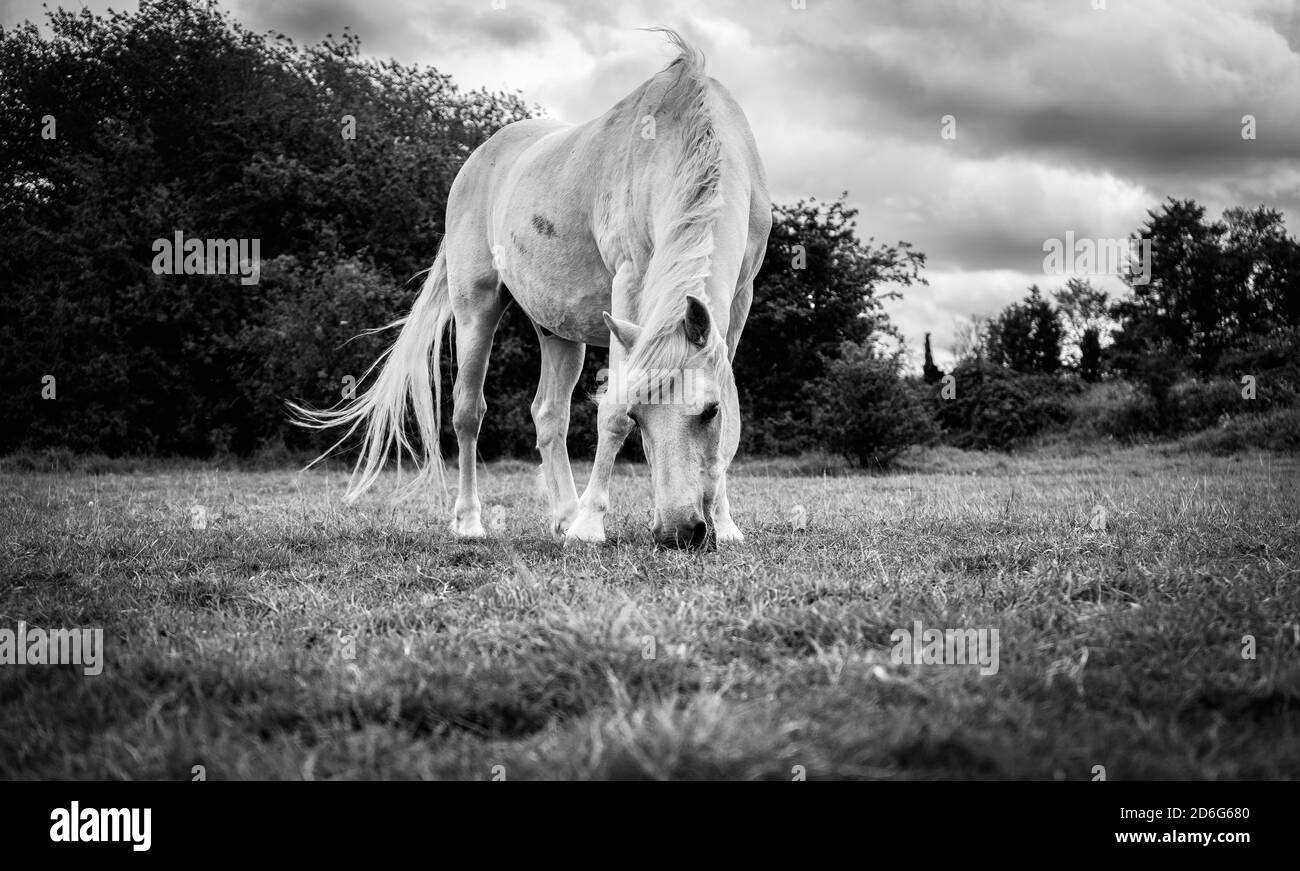 Horse relaxed Black and White Stock Photos & Images - Alamy
