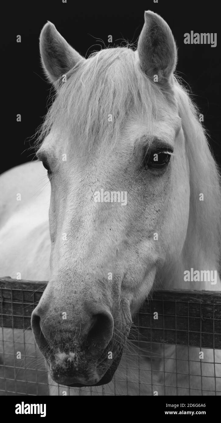 Large pictures pictures Black and White Stock Photos & Images - Alamy