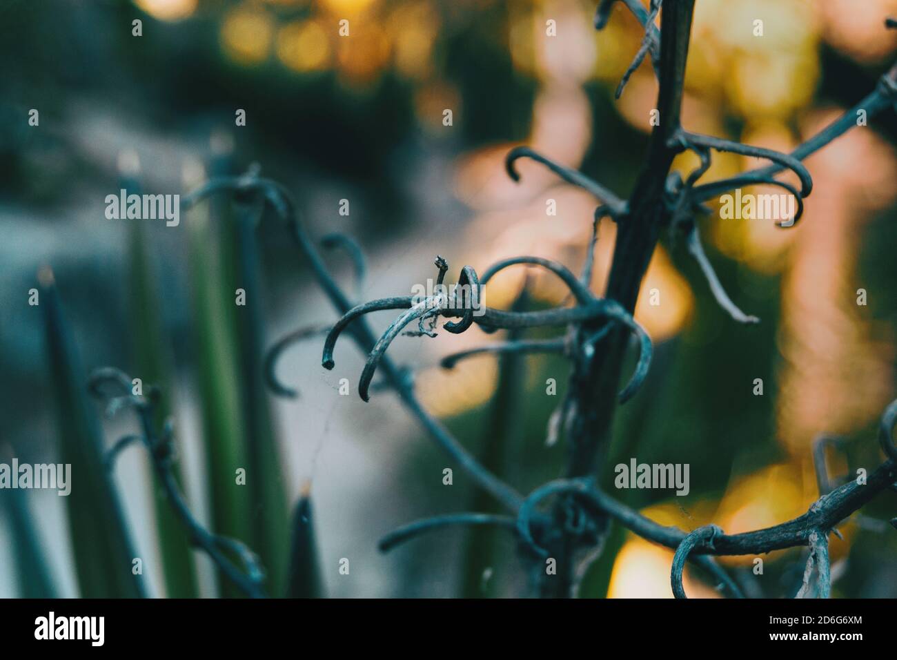 Detail of some twisted peeled branches of a dry stem Stock Photo - Alamy