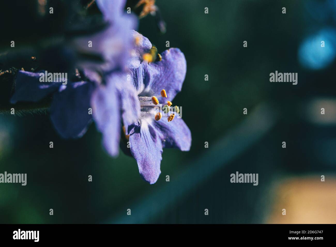 Polemonium caeruleum hi-res stock photography and images - Alamy