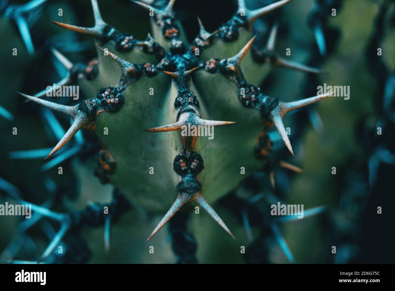 Detail of the spines of a cactus forming a pattern in the wild Stock ...