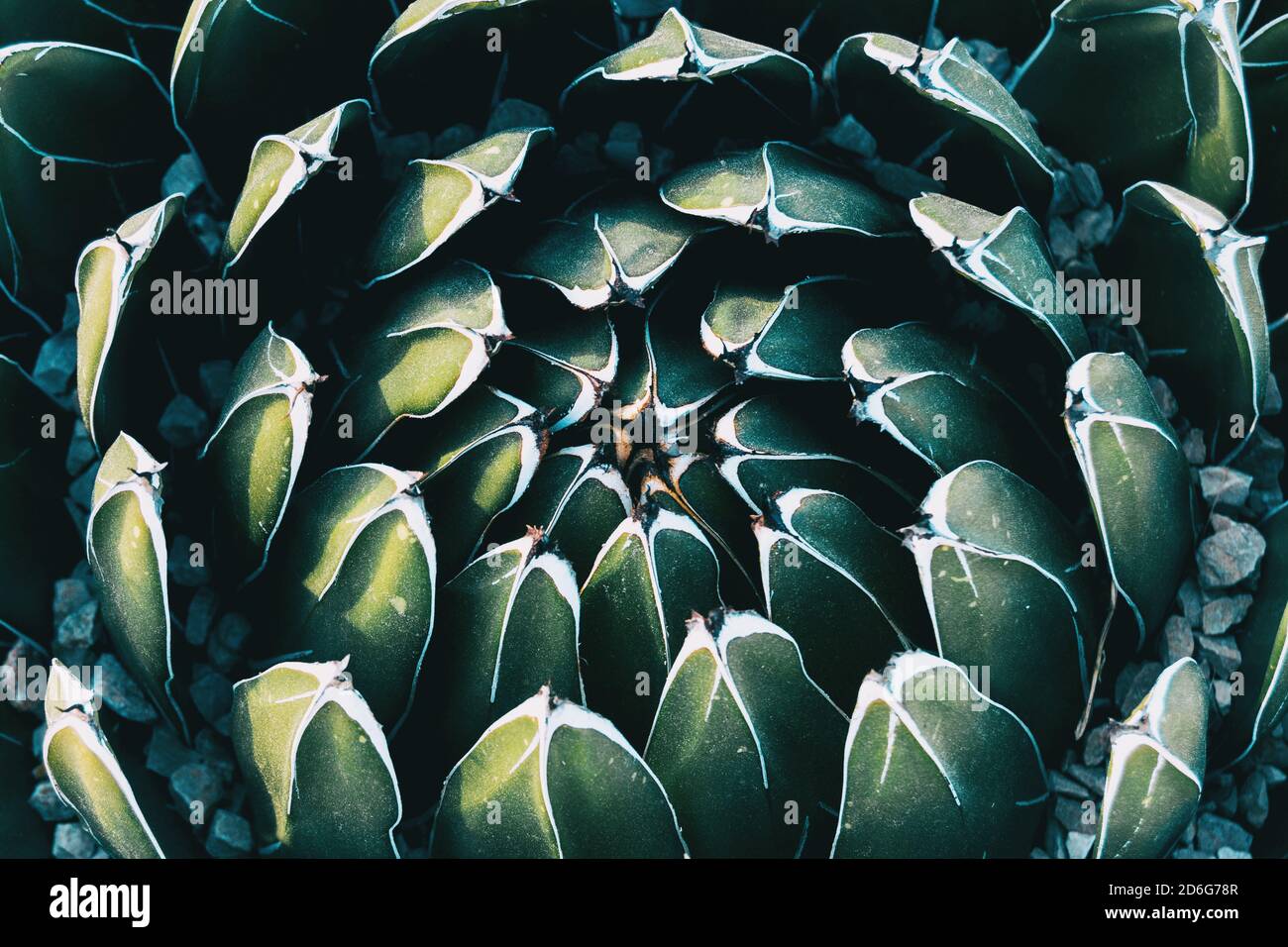 Agave leaves pattern hi-res stock photography and images - Alamy