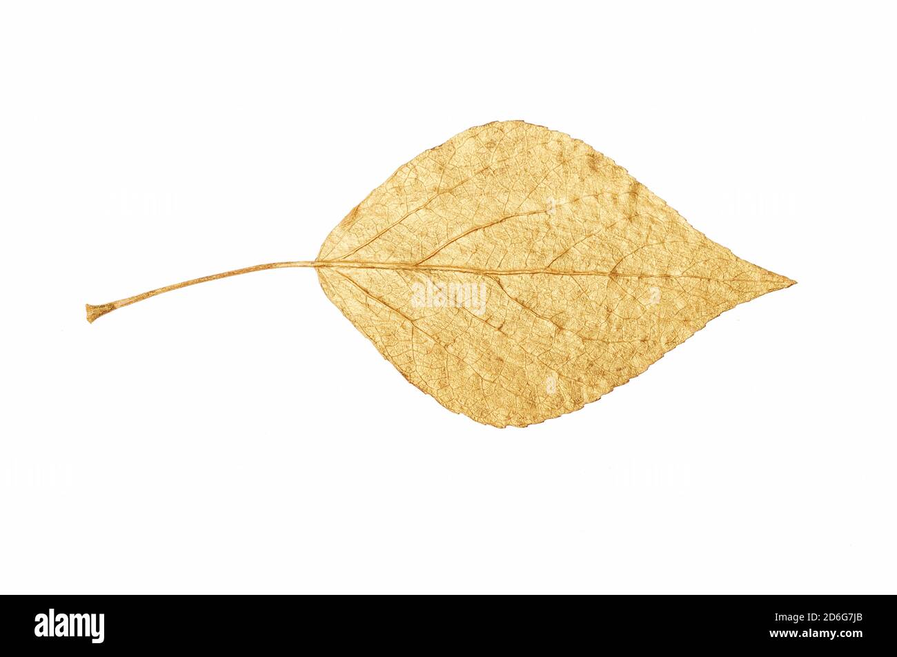 gold leaf isolated on white background Stock Photo - Alamy