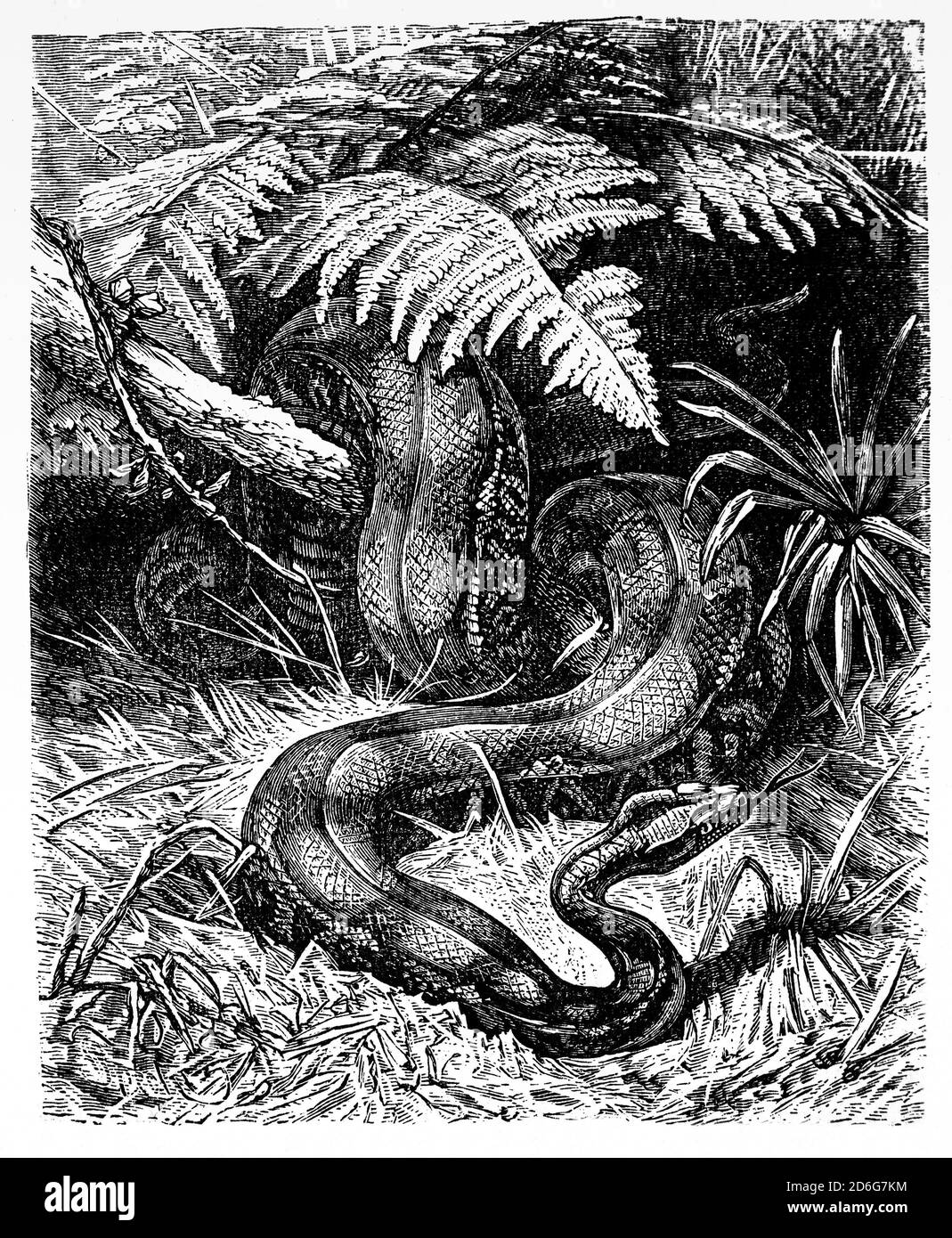 The boa constrictor (Boa constrictor), aka the common boa, is a species ...