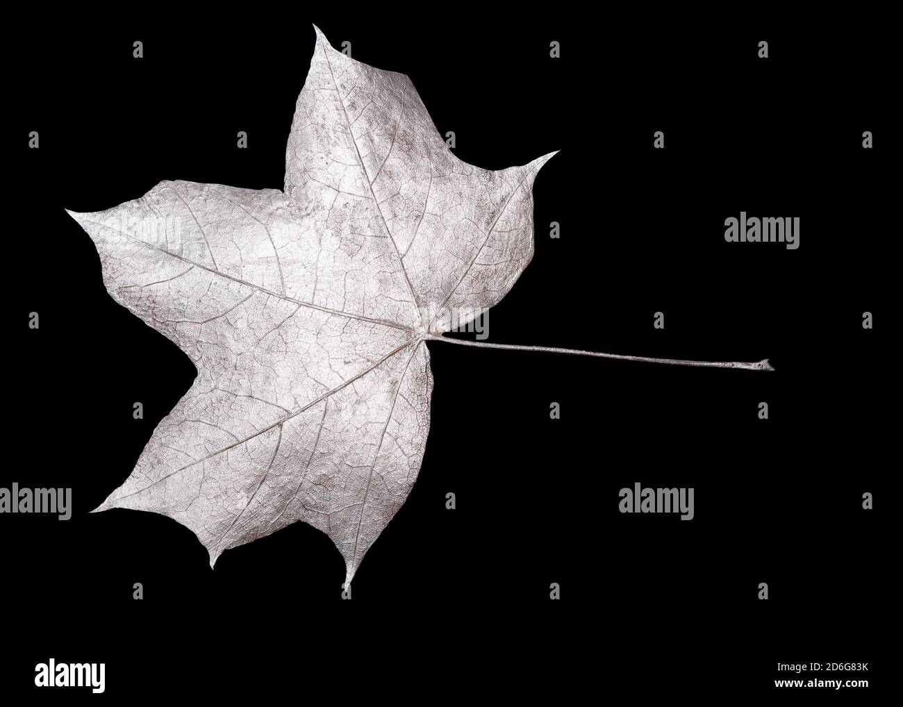 Silver leaf monstera hi-res stock photography and images - Alamy