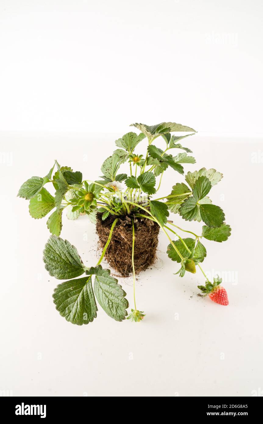 Strawberry plant with roots and soil Stock Photo - Alamy