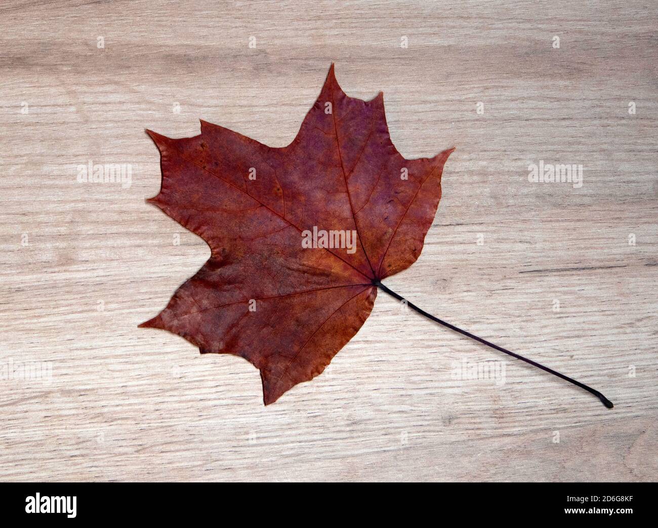 Beautiful red dry maple leaf textured with a lot of streaks lying on a ...