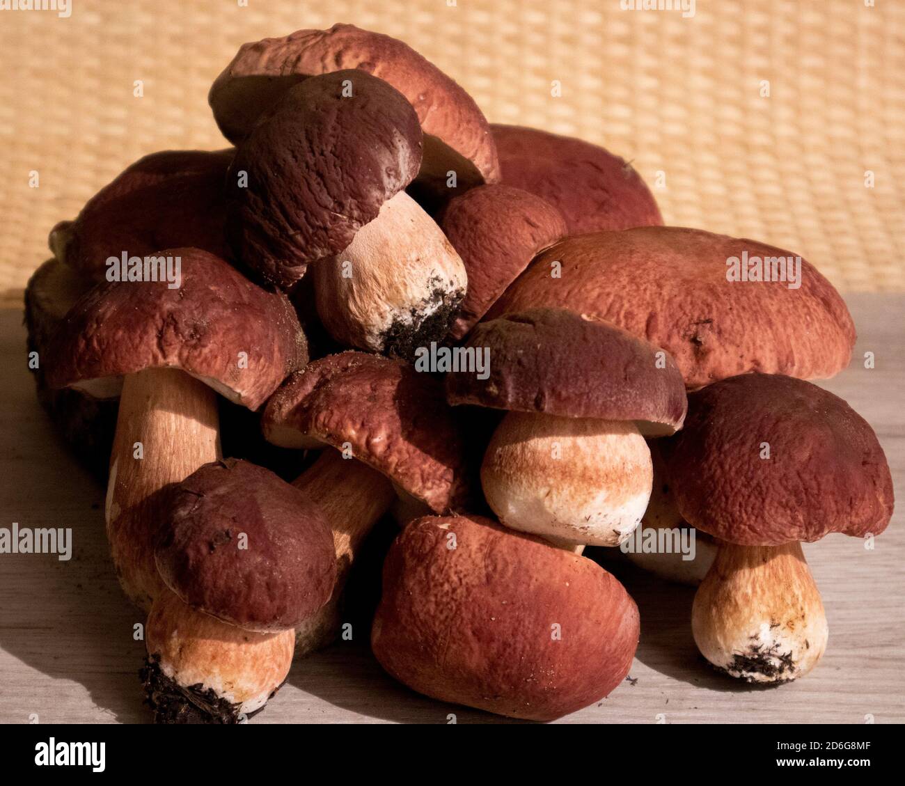 Taiga mushrooms hi-res stock photography and images - Alamy