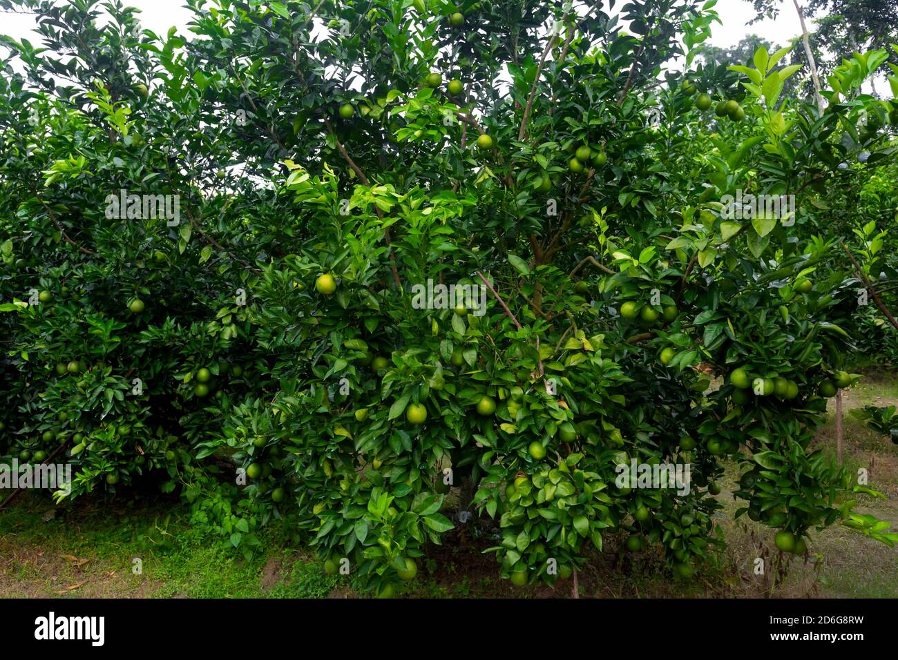 Green unripe citrus fruit(Malta) hanging on a tree. Citrus fruits ...