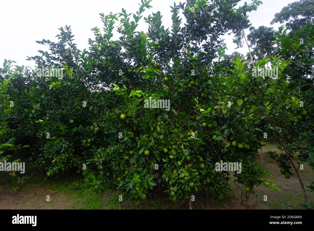 Green unripe citrus fruit(Malta) hanging on a tree. Citrus fruits ...