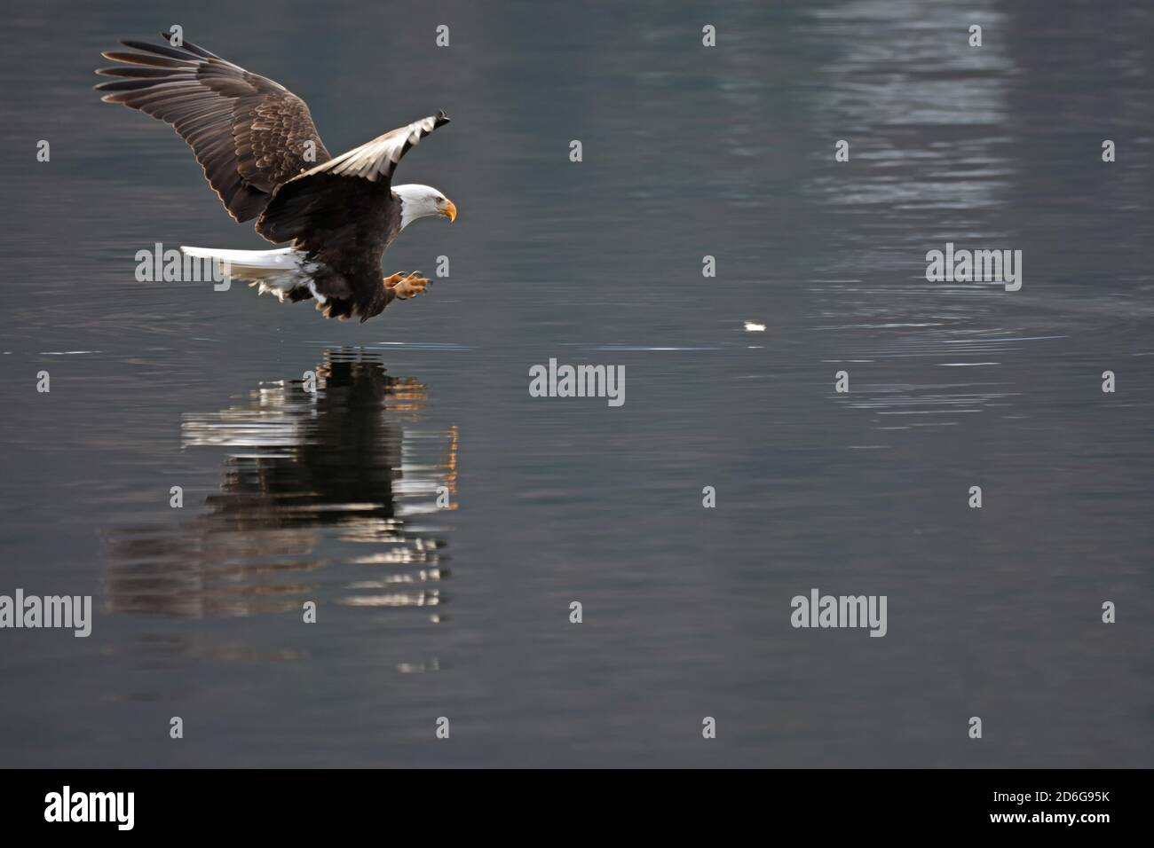Bald eagle flying above Lake Coeur d' Alene about to catch a kokanee ...