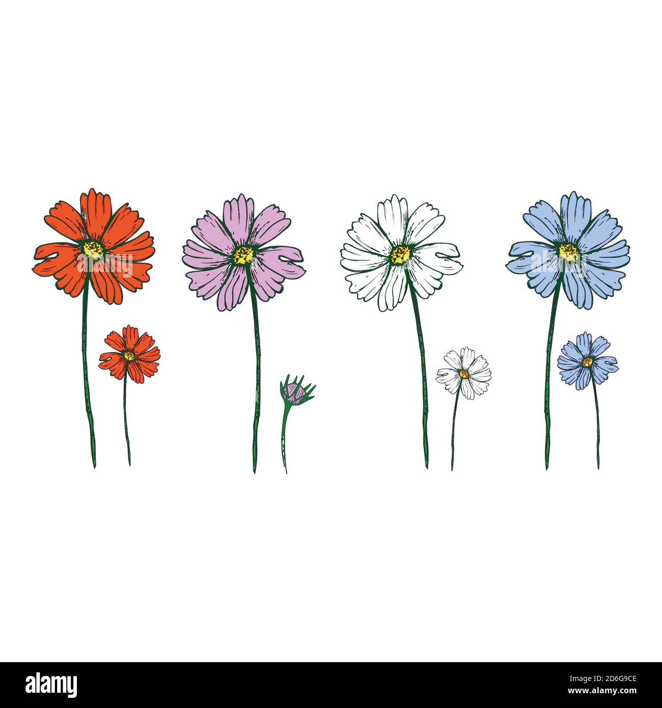 cosmea flowers by drawing vector illustration and clipart Stock Vector ...
