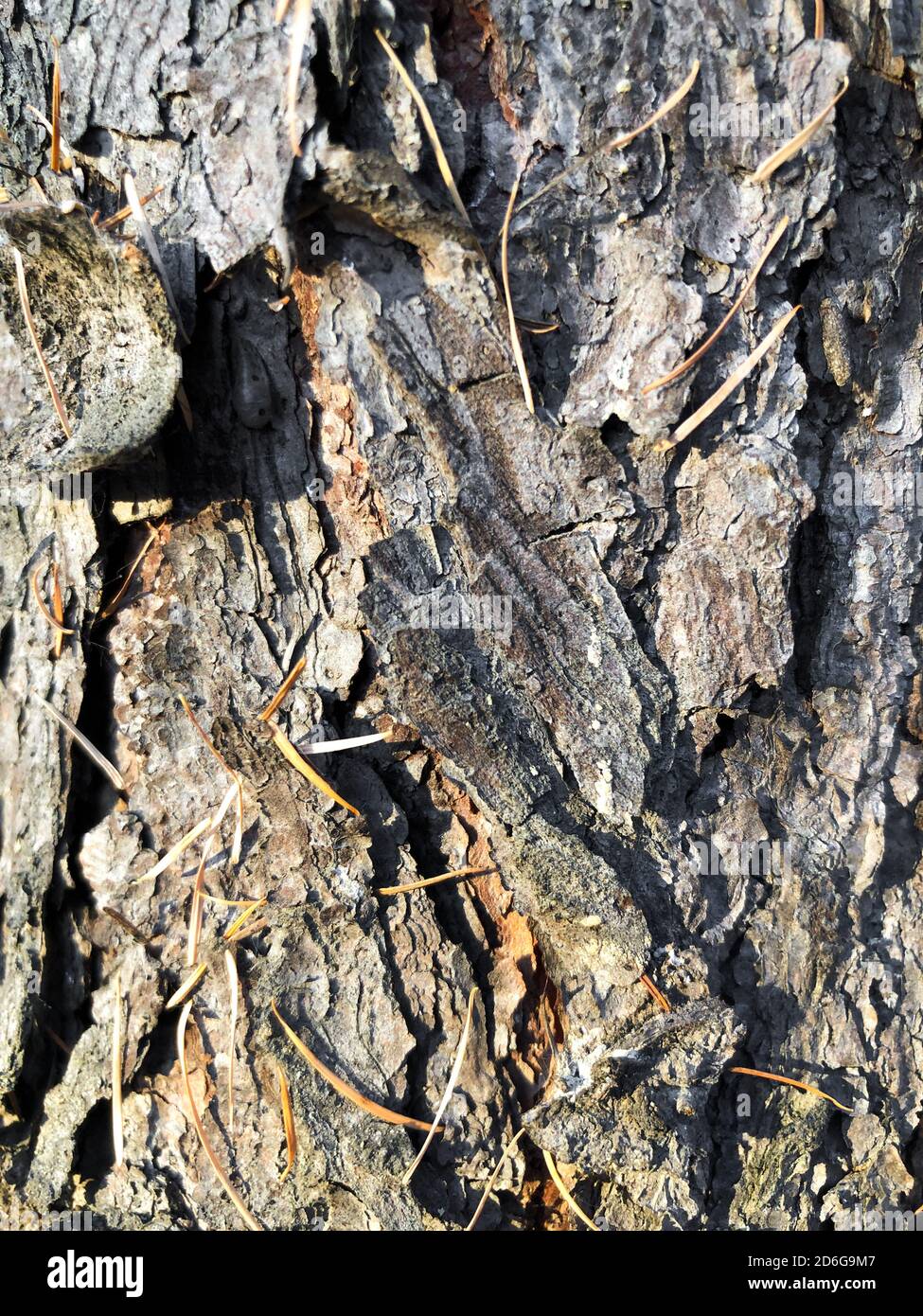 Cracky conifer bark with needles. Brightly lit wood. Fall season ...