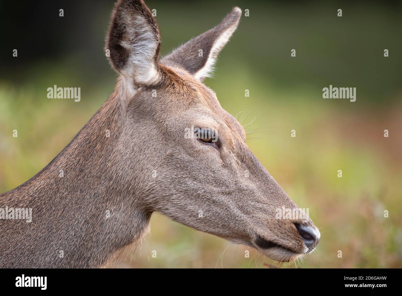 Stunning image of red deer doe in colorful woodland landscape setting ...