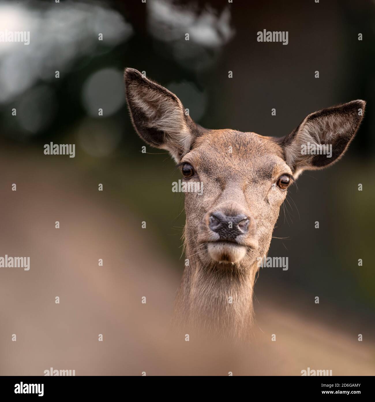 Stunning image of red deer doe in colorful woodland landscape setting ...
