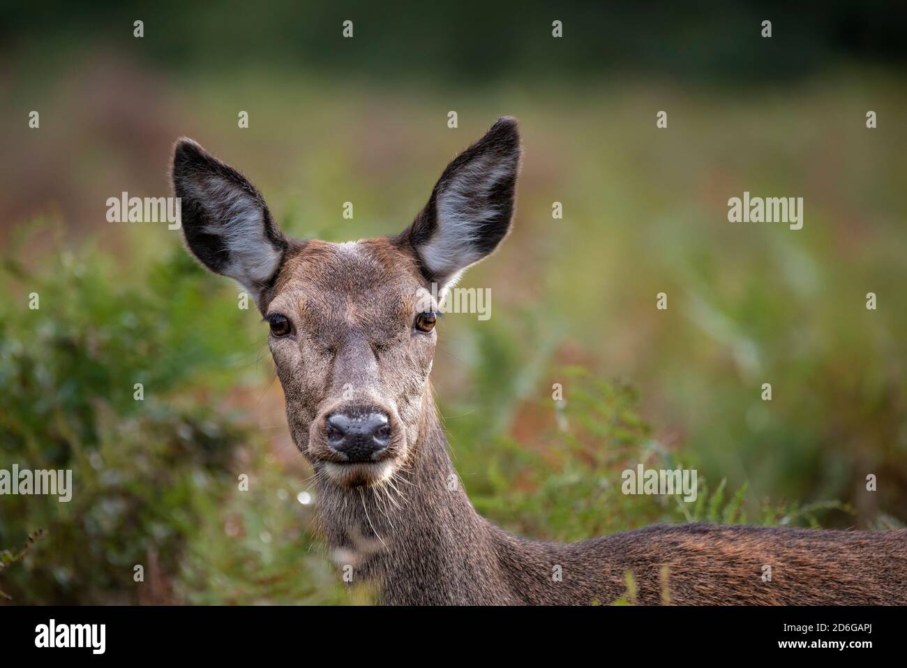 Stunning image of red deer doe in colorful woodland landscape setting ...