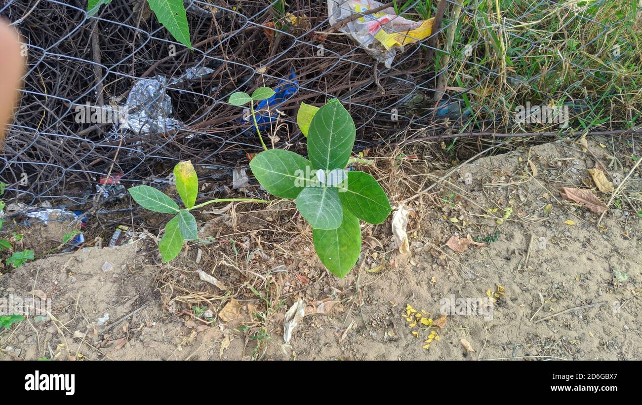 Indian green aak or a madar plant, Beautiful aak tree with green patti ...