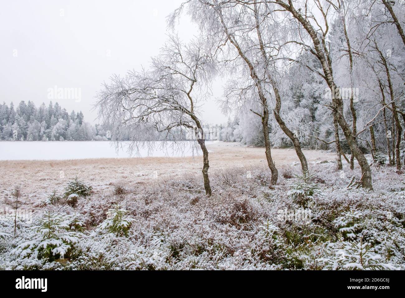 Frozen silence winter bog hi-res stock photography and images - Alamy