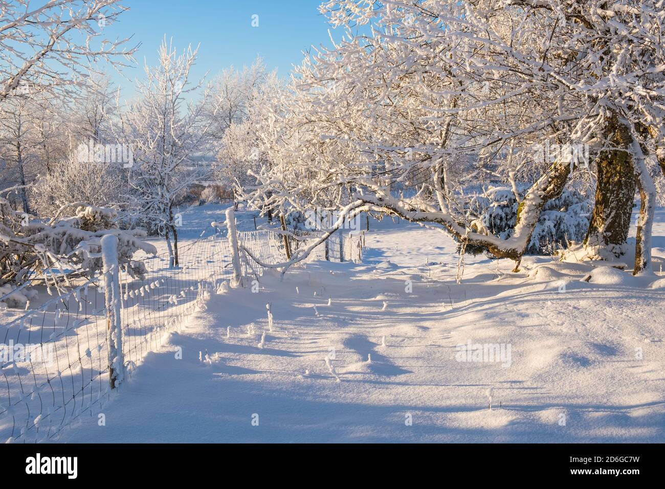 Beautiful winter landscape with snow on the trees at a fence Stock ...