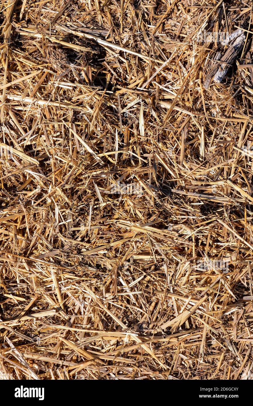 Background The natural texture of dry straw Stock Photo - Alamy