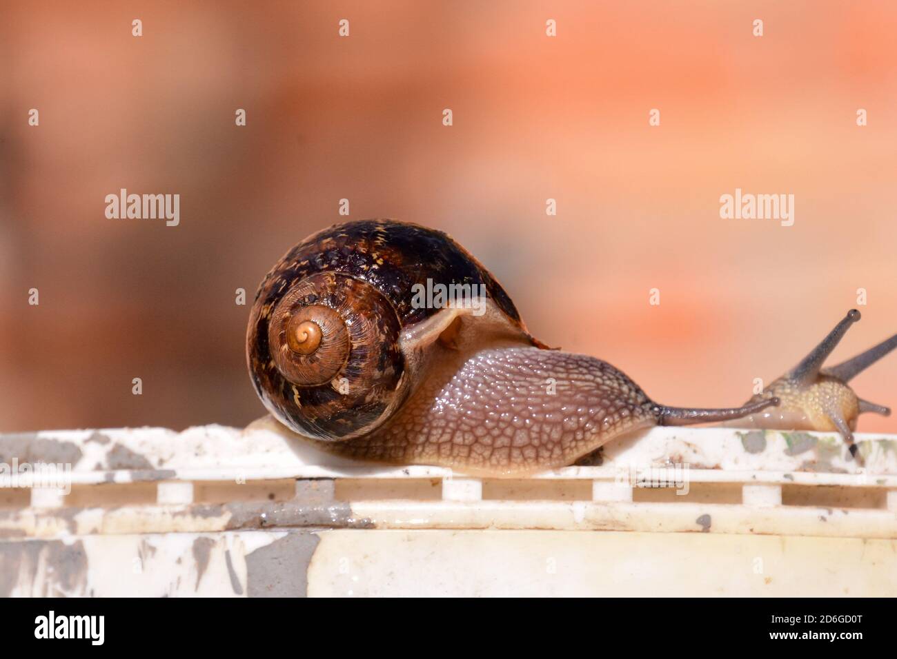 Edible snail escargot Stock Photo - Alamy