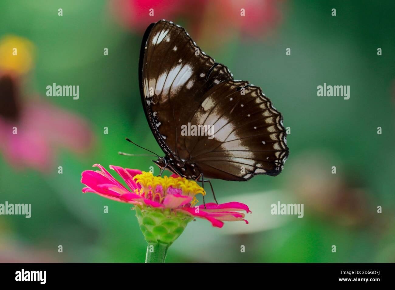 Butterflies in the garden hi-res stock photography and images - Alamy