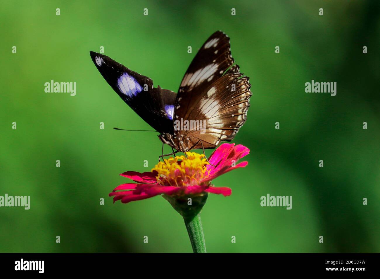 Butterflies in the garden hi-res stock photography and images - Alamy