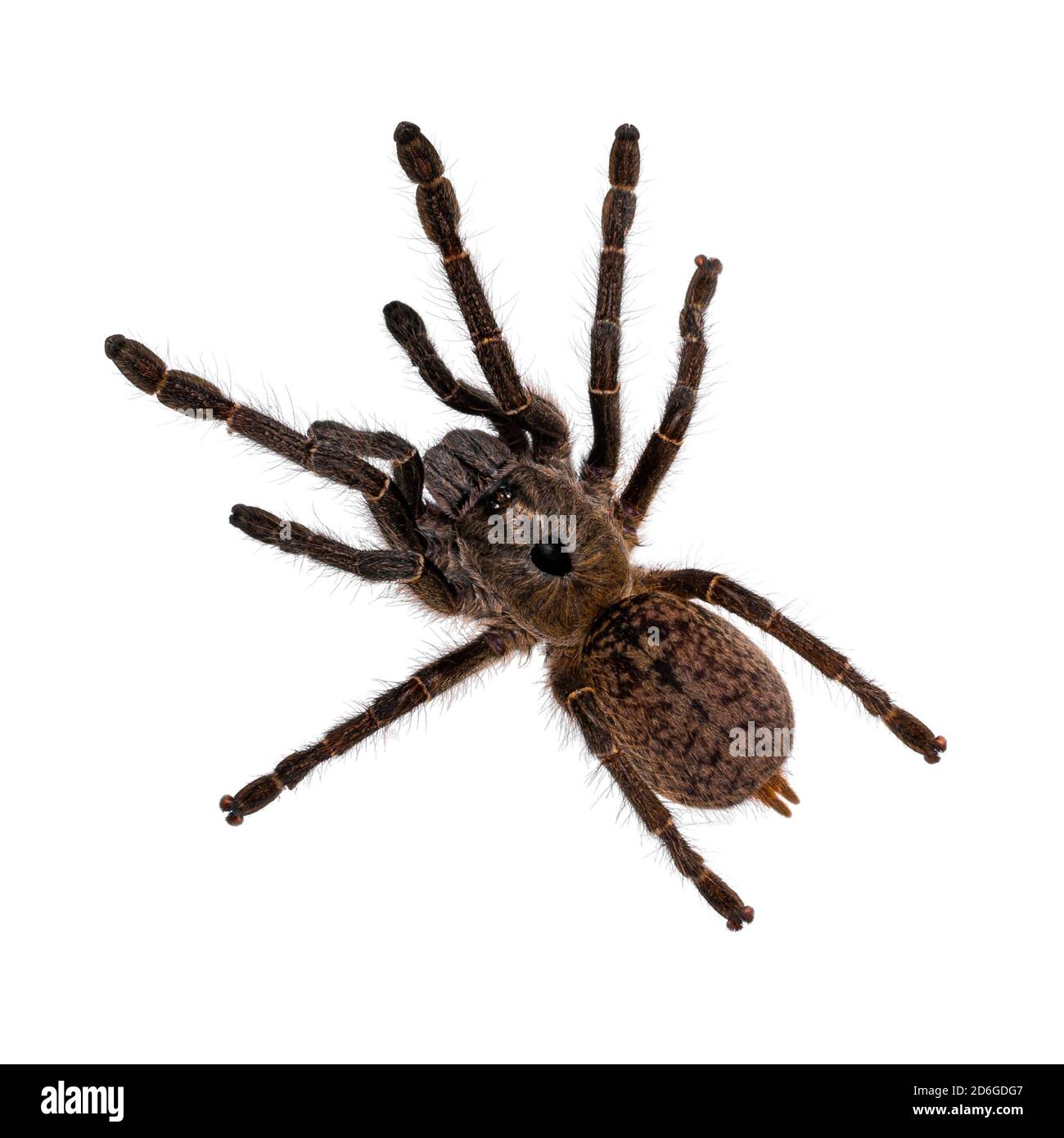 Top view of young adult Horned baboon tarantula aka Ceratogyrus ...
