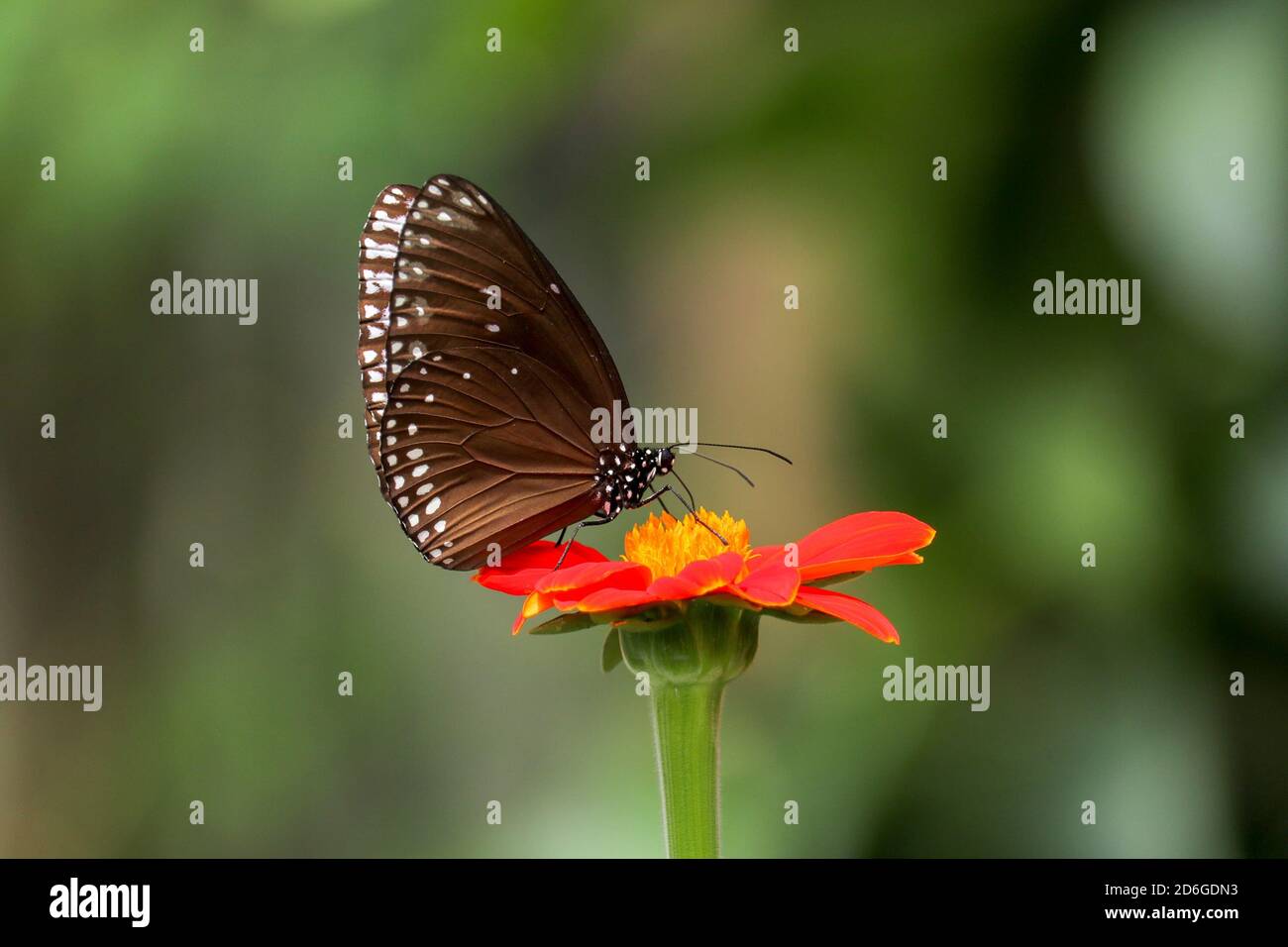 Pollination by butterflies and moths hi-res stock photography and ...