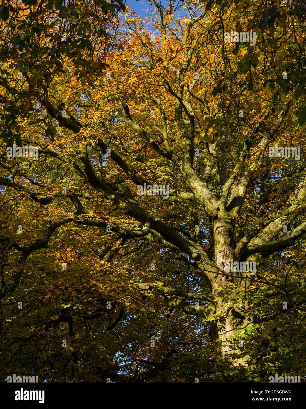 Tree with autumn leaves, Darley Dale Derbyshire UK Stock Photo - Alamy