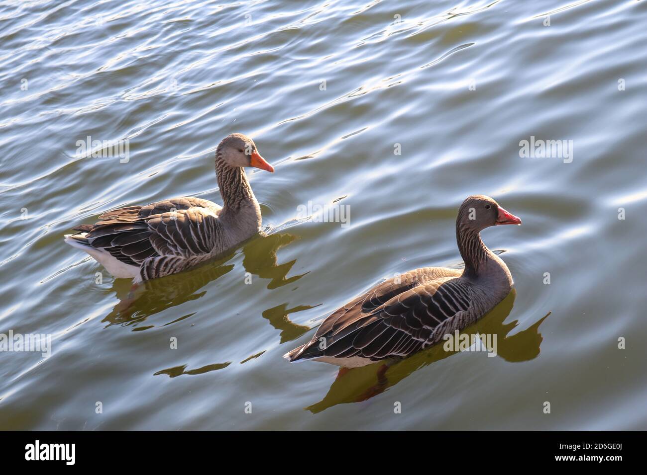 Goose on water wildlife with the reflection of the sun animal Stock ...