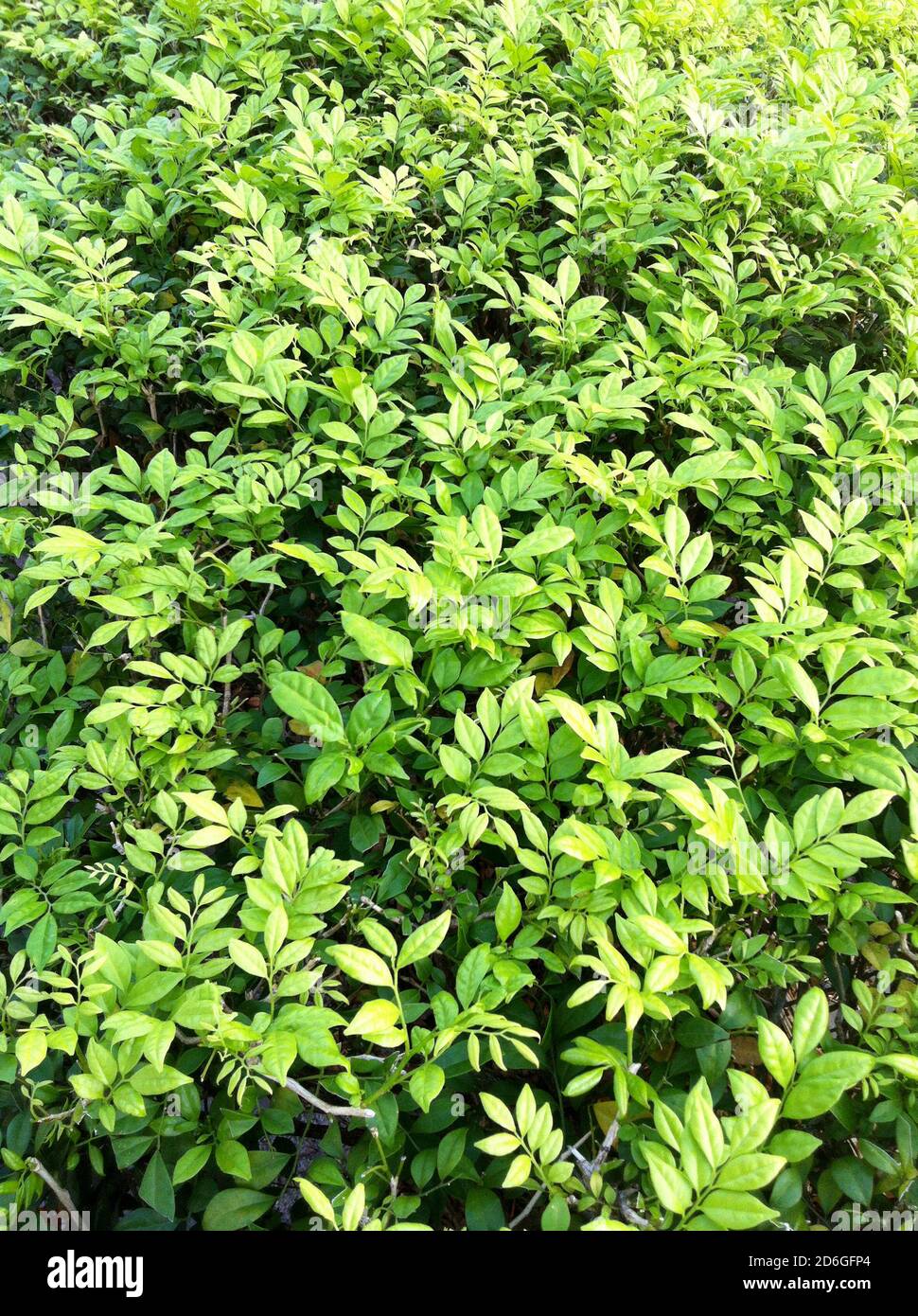 Natural green leaves pattern background Stock Photo - Alamy