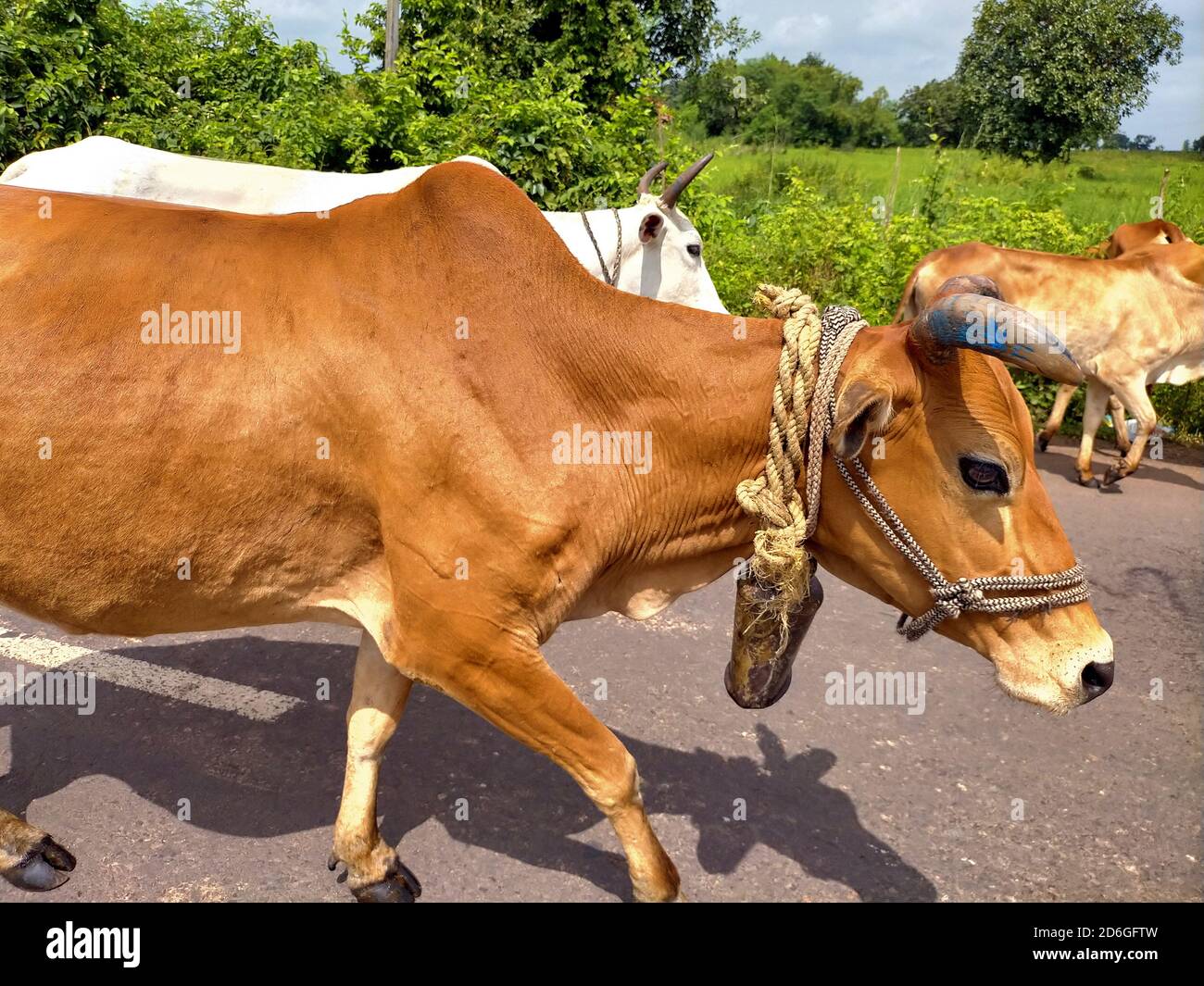 Rope Around Neck High Resolution Stock Photography and Images - Alamy