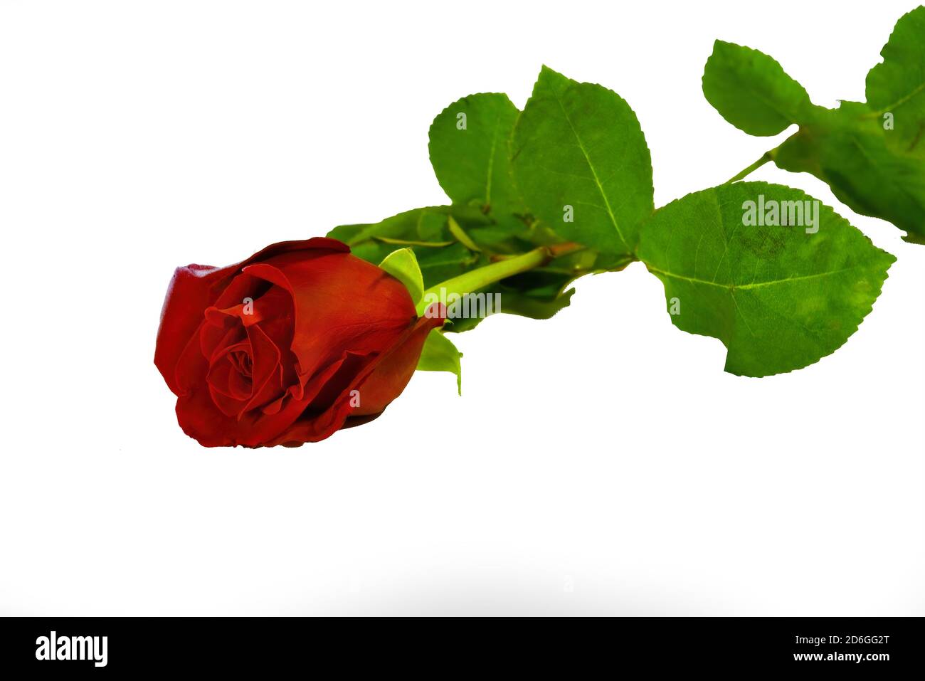 One dark red rose close up isolated on white background Stock Photo - Alamy