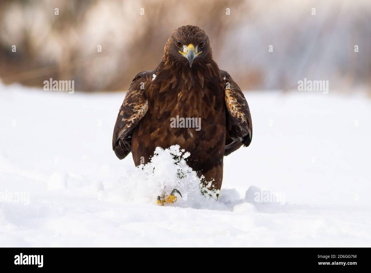 Golden eagle walking snow hi-res stock photography and images - Alamy