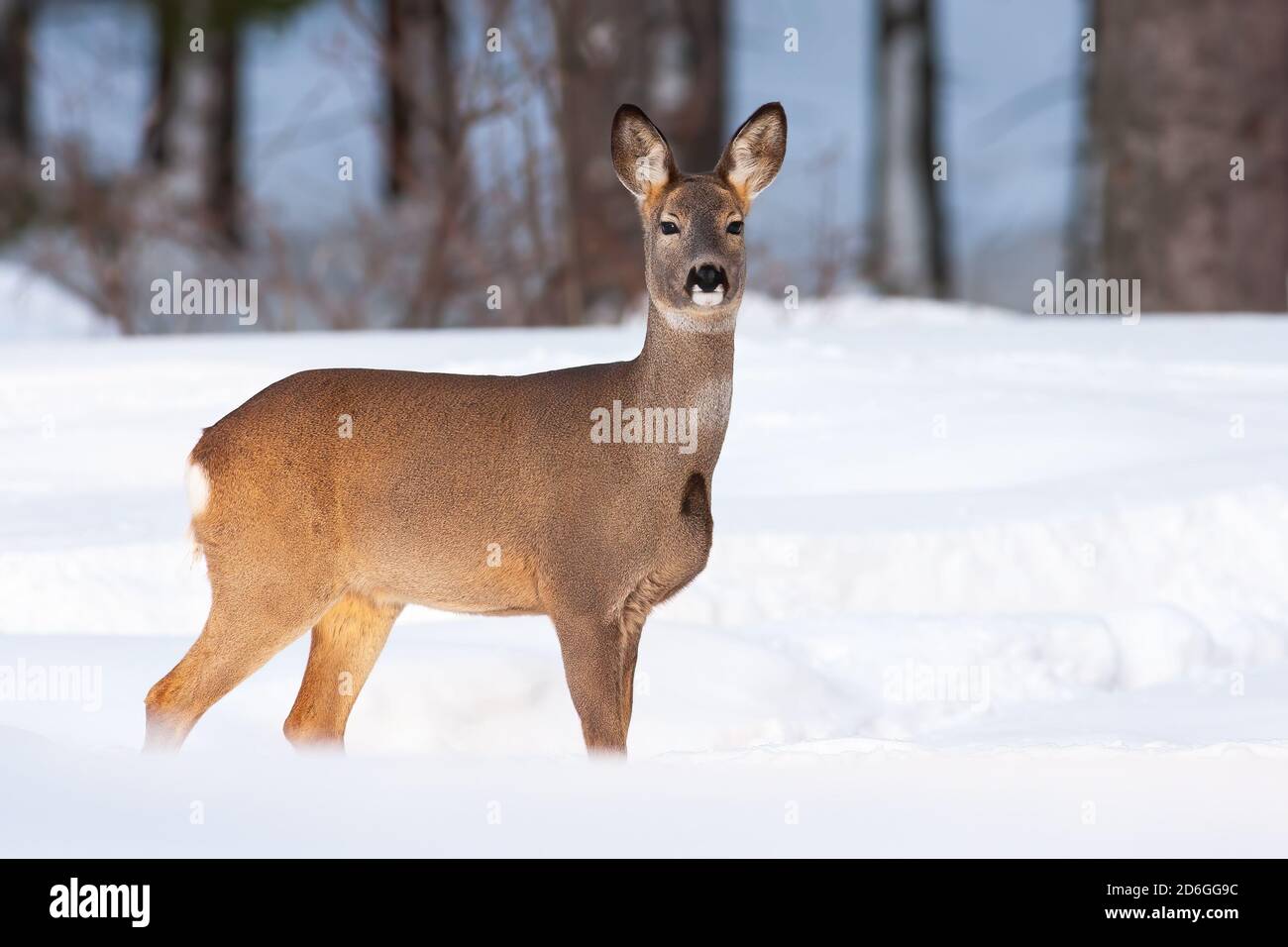 Horizontal alert hi-res stock photography and images - Alamy
