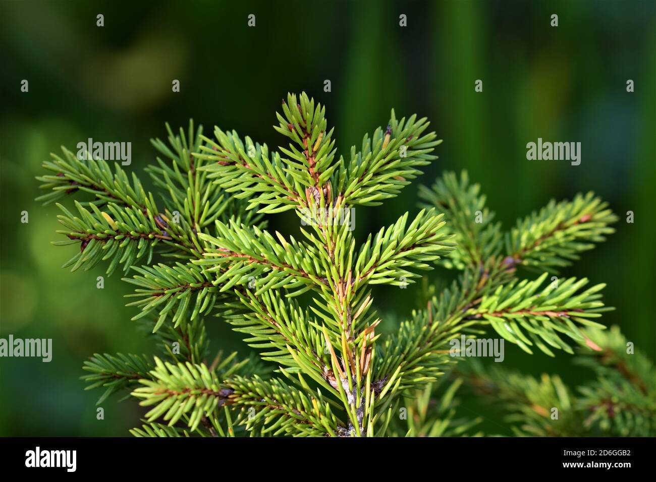 Branches of fir hi-res stock photography and images - Alamy