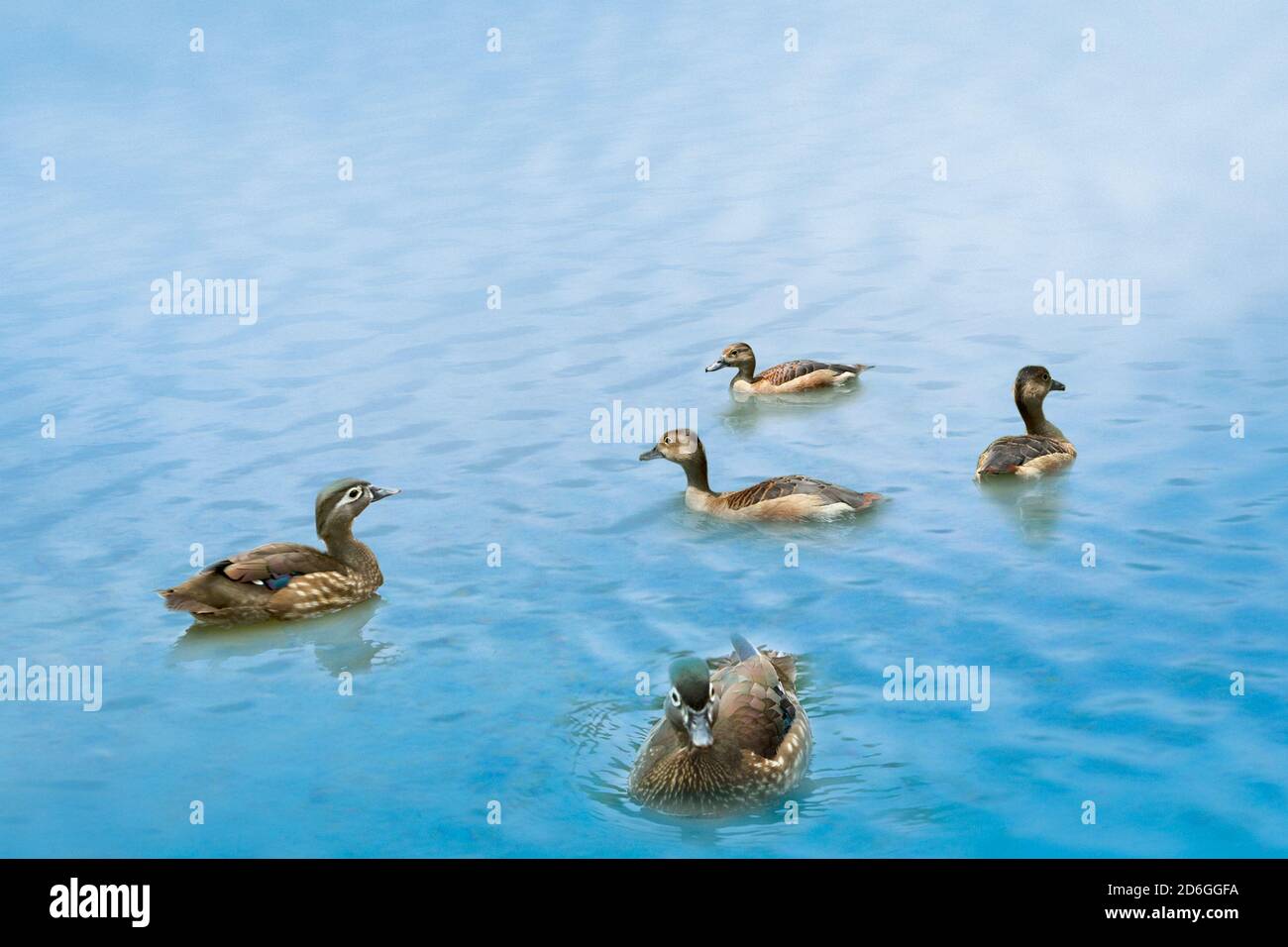 Cute mandarin duck group hi-res stock photography and images - Alamy