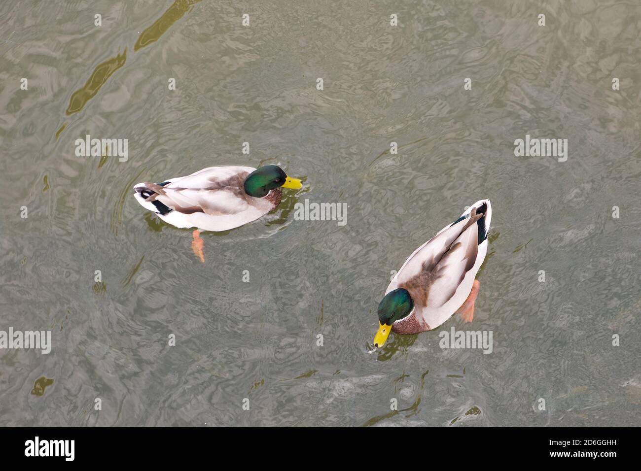 Ducks in a river viewed from above Stock Photo - Alamy