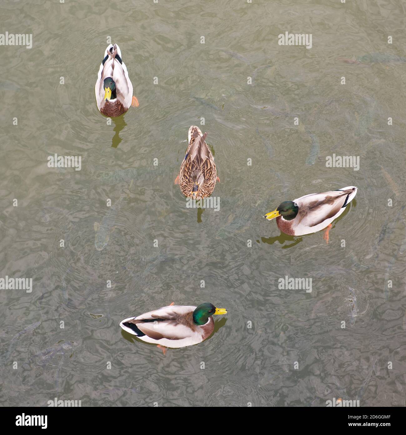 Ducks in a river viewed from above Stock Photo - Alamy