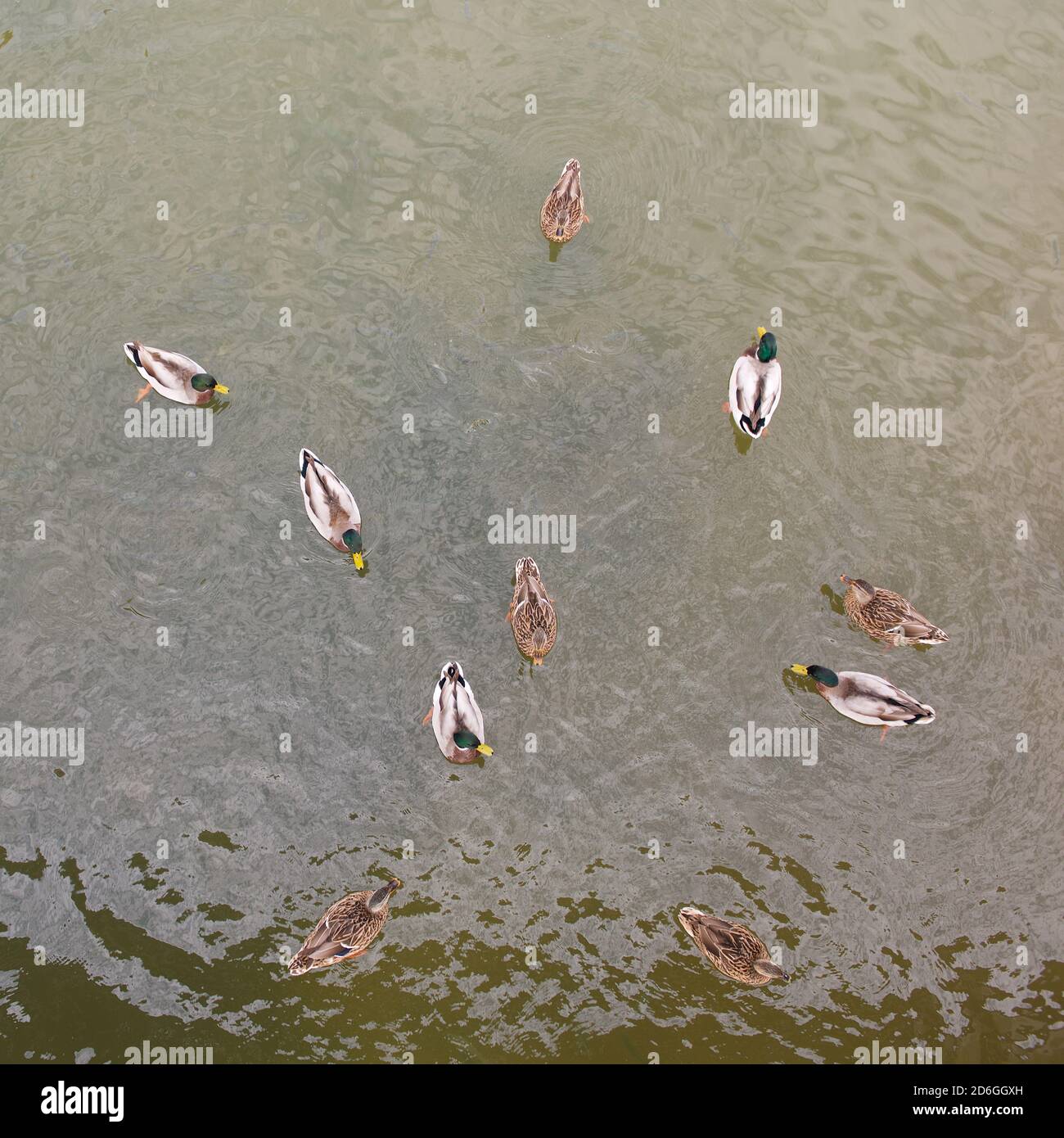 Ducks in a river viewed from above Stock Photo - Alamy